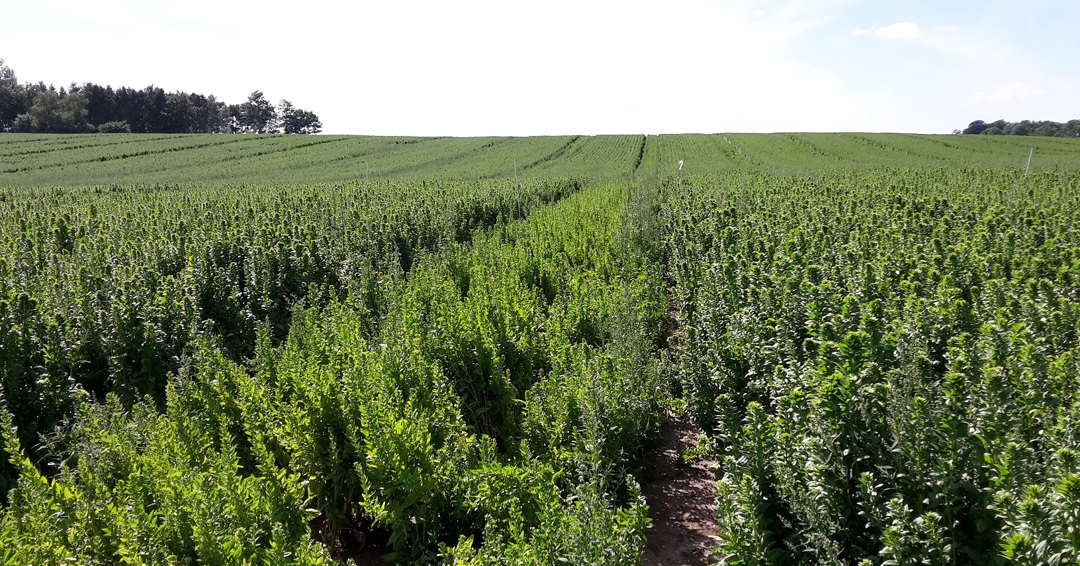 High ambitions for pyrolysis technology