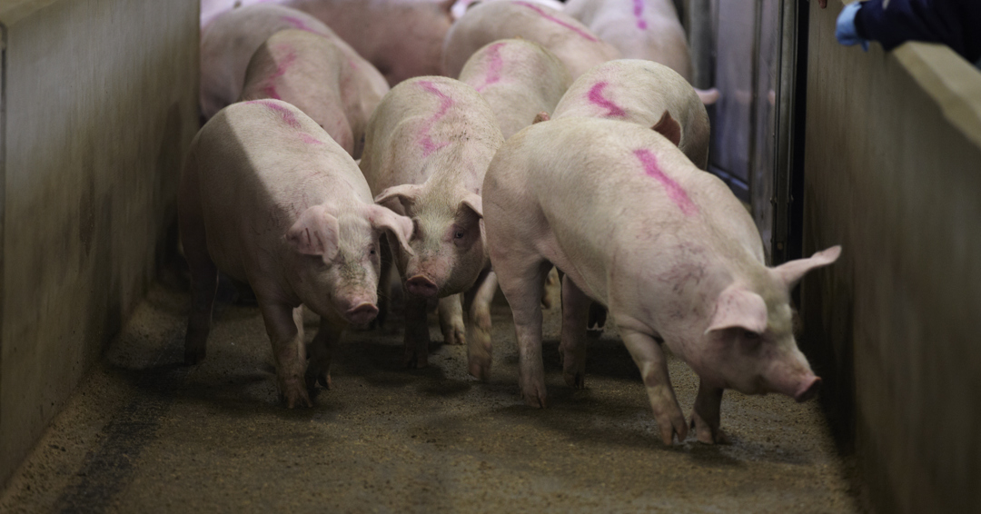 New graphs provide insight into Danish pig production