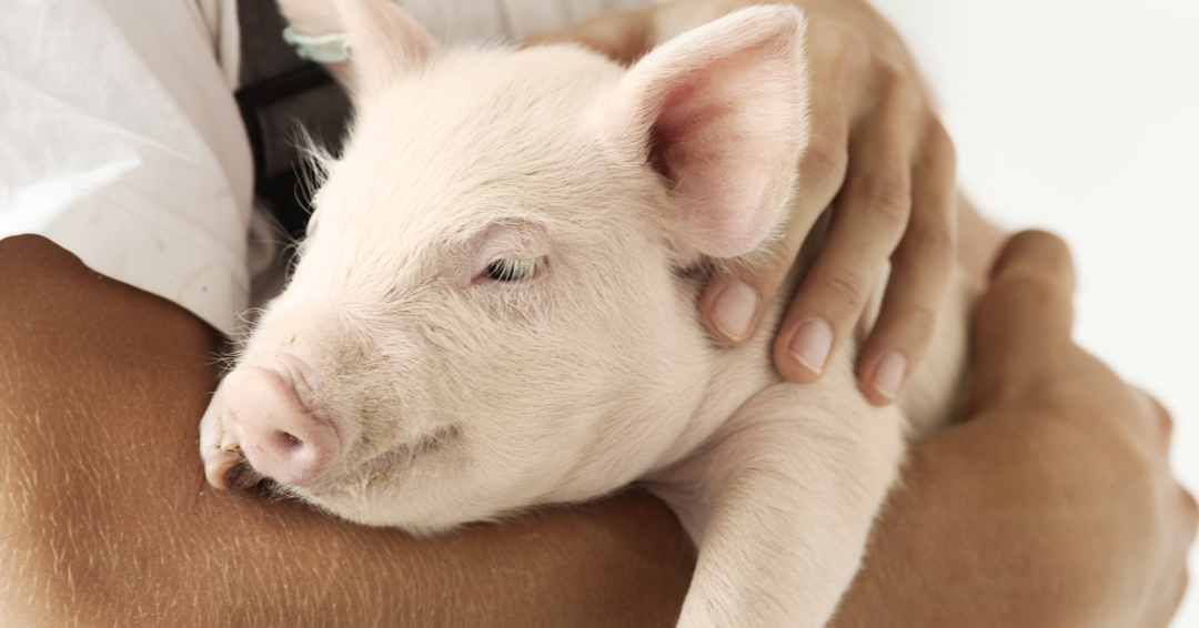 Danish pigs remain among the global elite