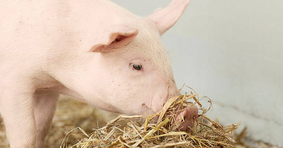 Future Danish pigs: Loose, green, and with intact tails