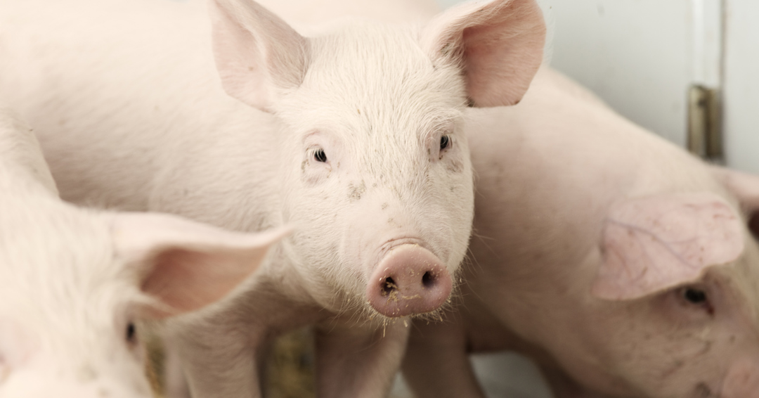Danish pig industry: the latest trends and figures