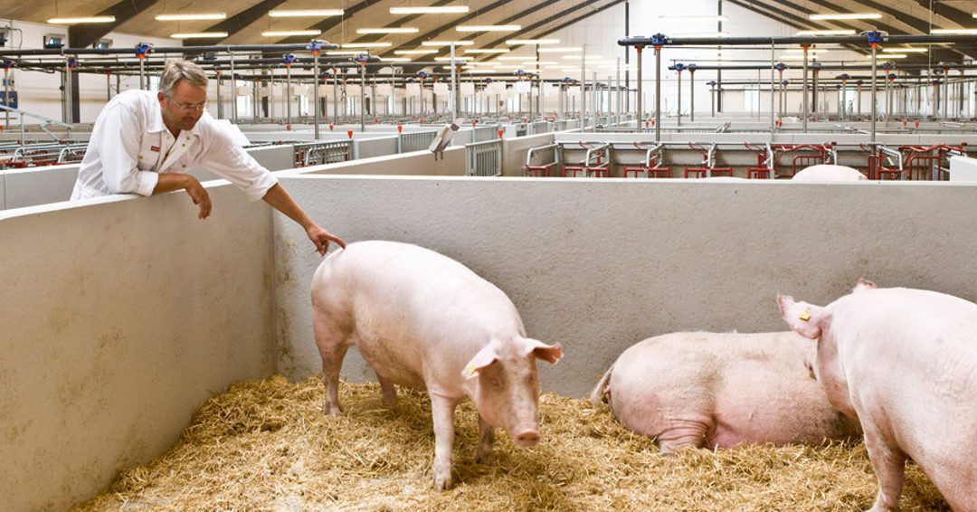Pig Farming Information
