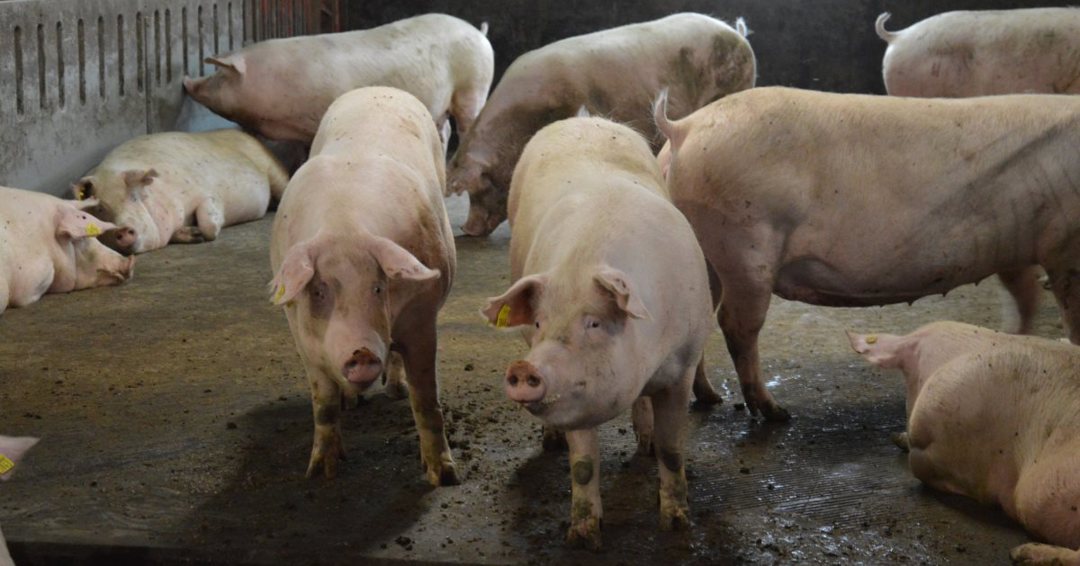 New breeding goal strenghtens sows