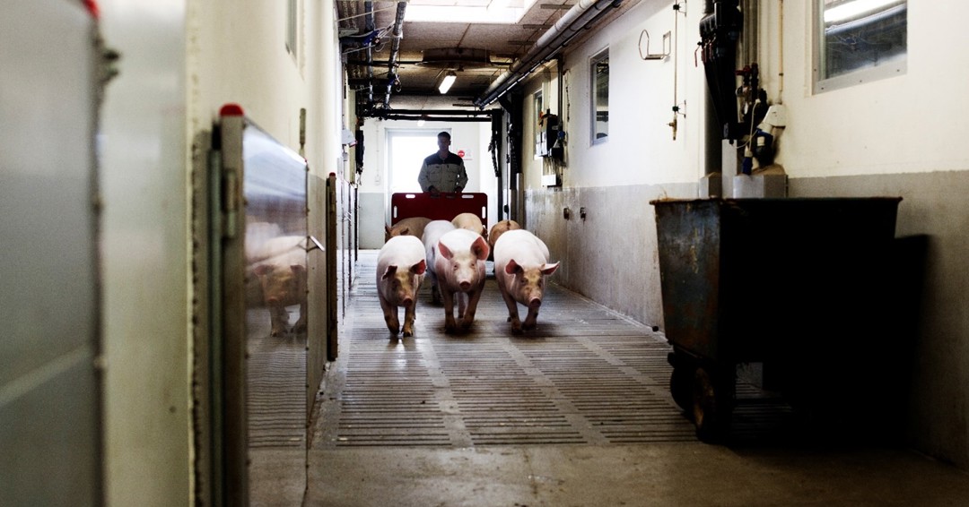 Climate mitigation measures in Danish pig production