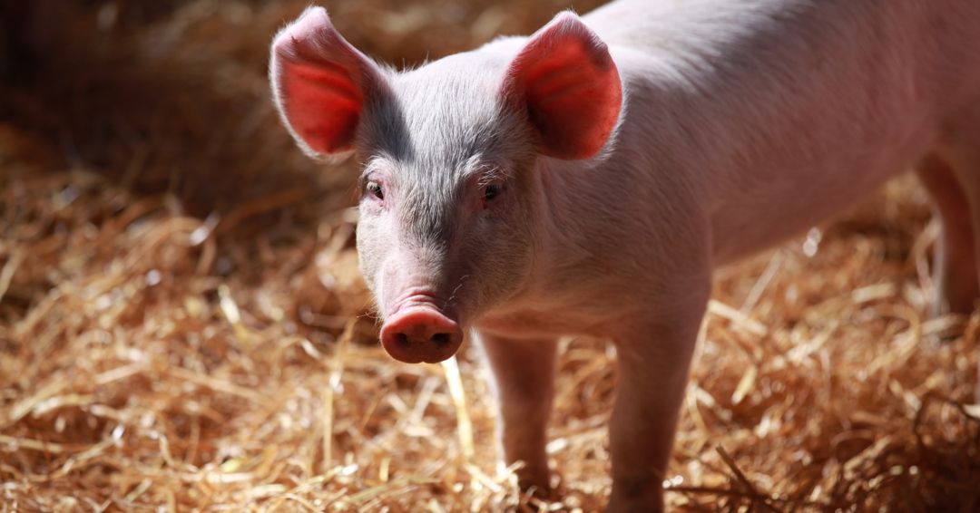 New goals for animal welfare set by the pig sector
