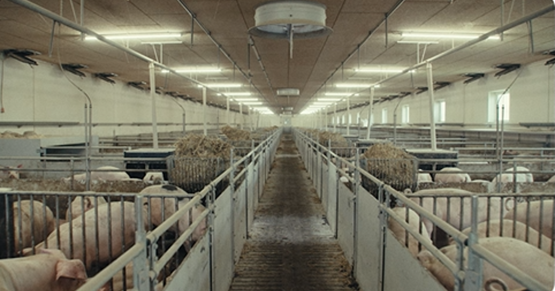 Climate mitigation measures in Danish pig production