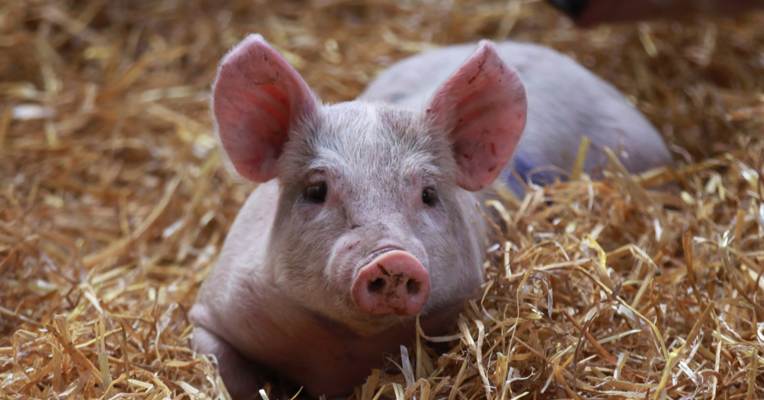 20 special requirements raise Danish pig production