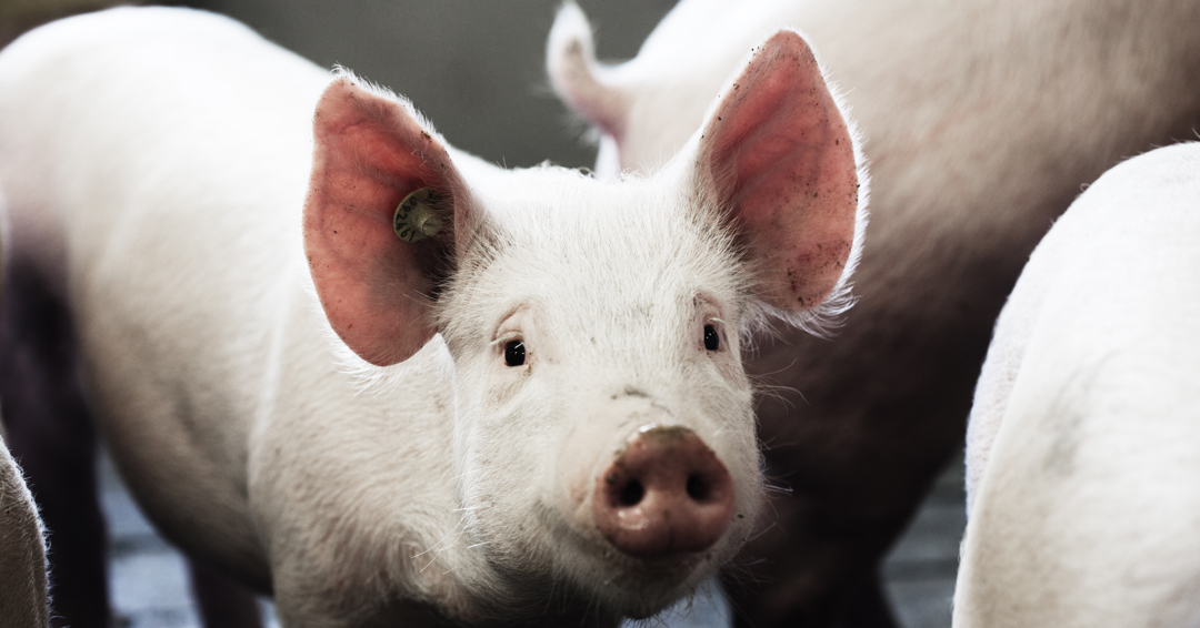 Danish pigs | Agriculture and Food UK