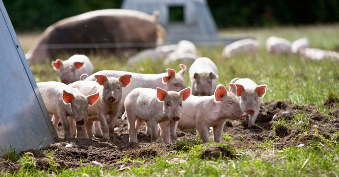 Piggery products | Agriculture and Food UK