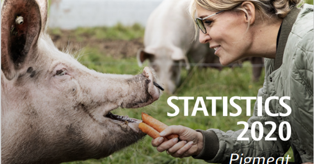 Report: an insight into Danish pig meat production in 2020