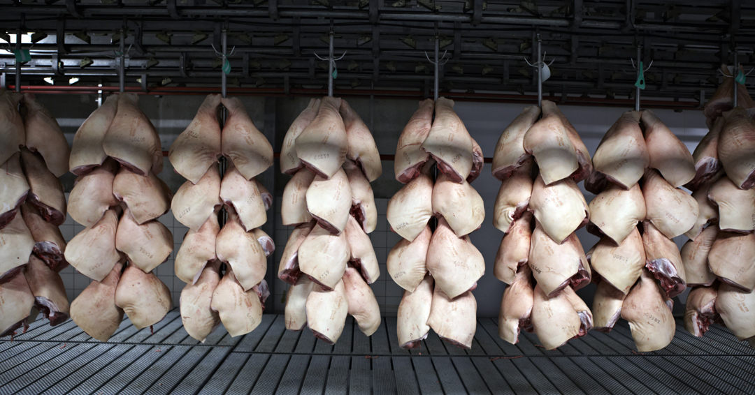 Male pigs | Agriculture and Food UK