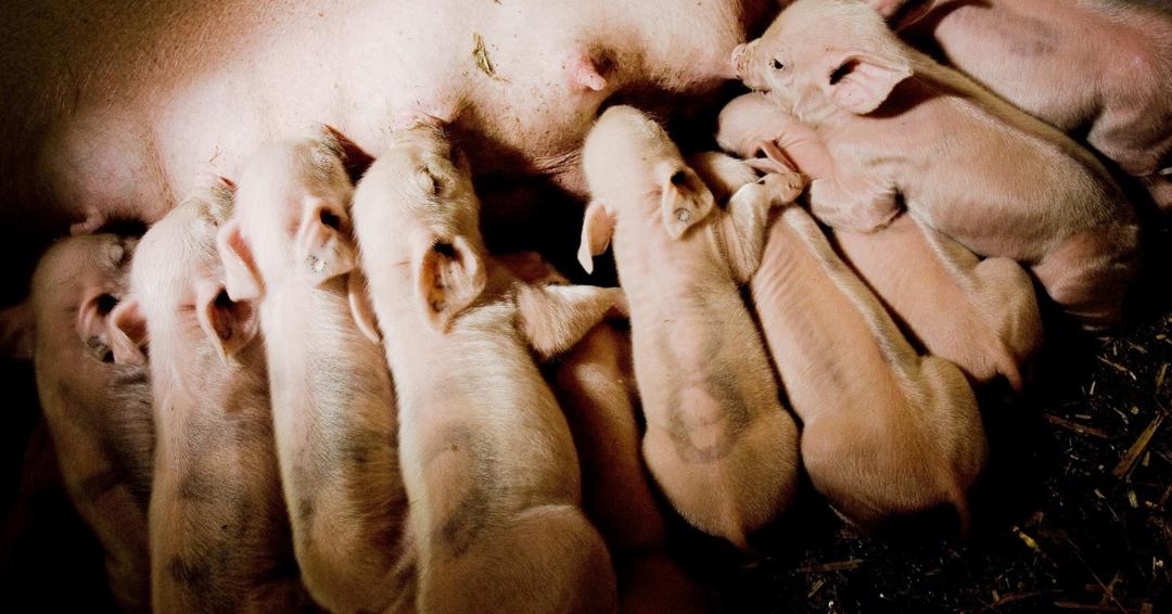 Danish pigs set new standards for animal welfare in EU