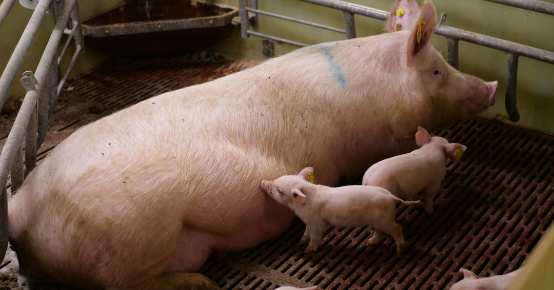 WelFarmers to promote pig welfare across the EU