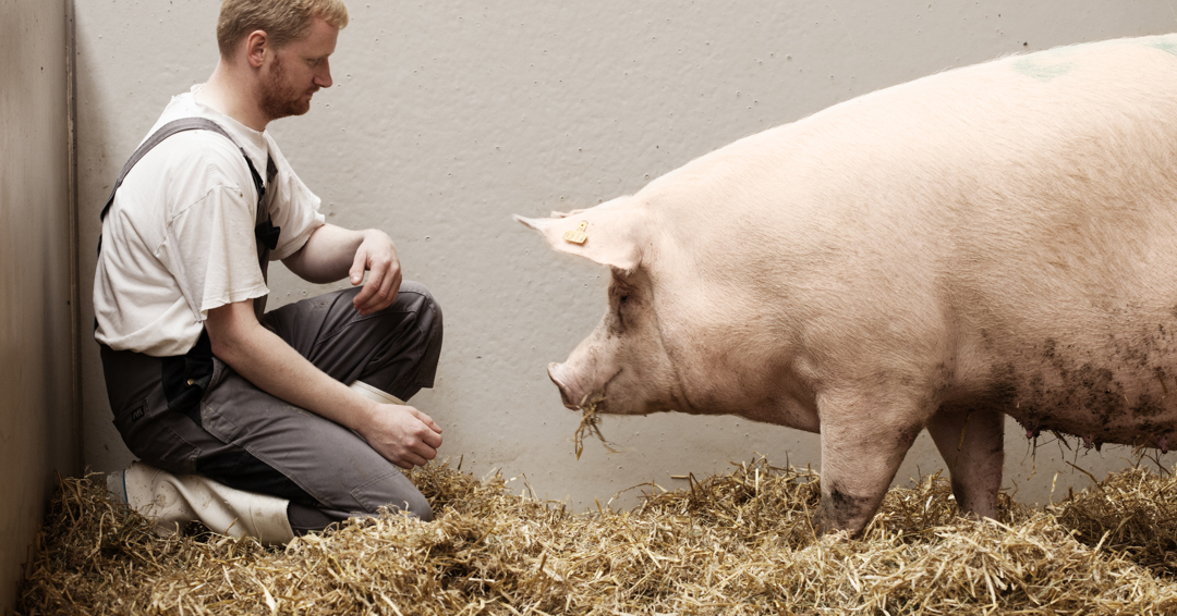 Farrowing pens | Agriculture and Food UK